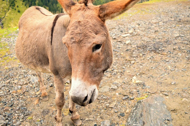Portrait of a Joyful Smiling Donkey Stock Image - Image of farm, donkey ...