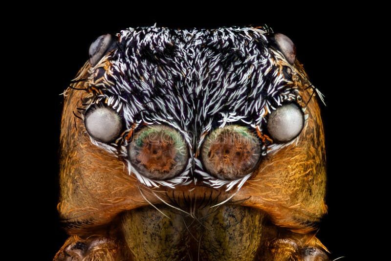 Portrait of a Jumping Spider Magnified 10 Times Stock Photo - Image of ...