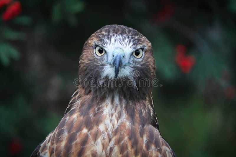 Portrait of a Juvenile Red Tail Hawk Head Stock Image - Image of ...