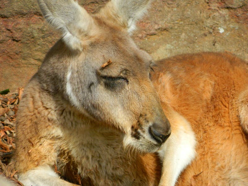 Portrait of Kangaroo stock image. Image of animal, desert - 41303077