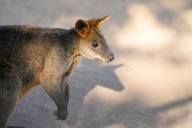 Portrait of a kangaroo stock image. Image of animal - 268509359