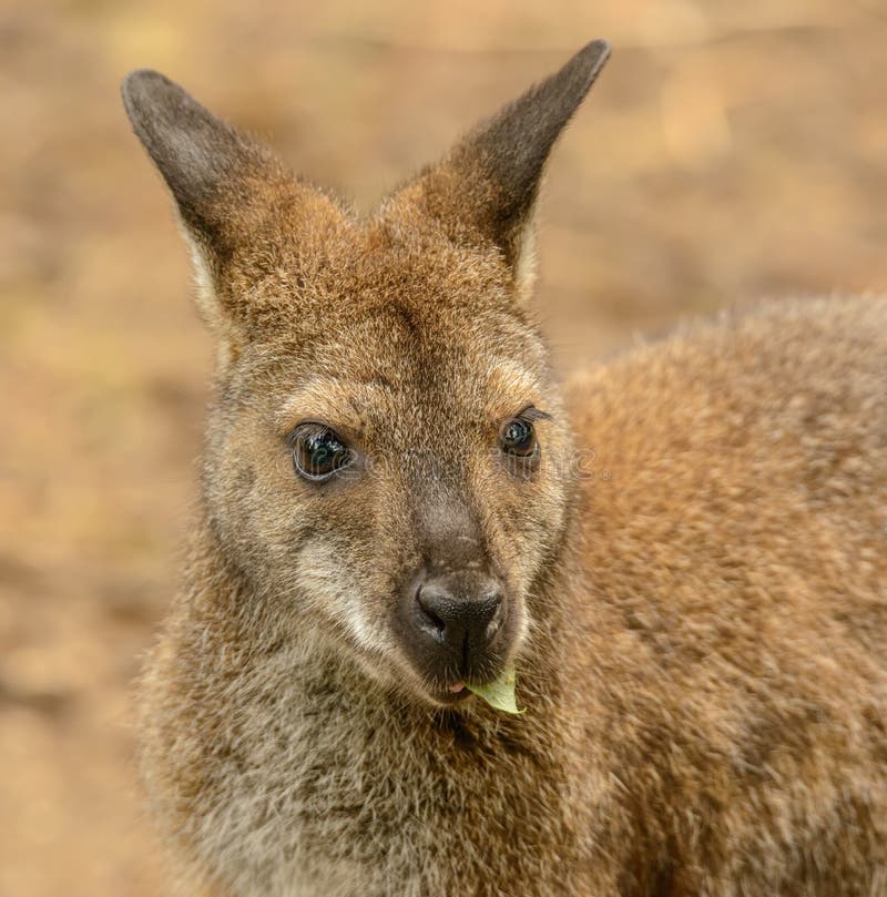 Wallaby Eating Leaf stock image. Image of hills, park - 8616345