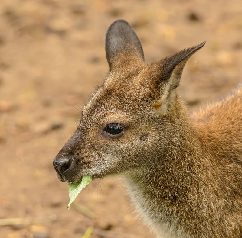 Kangaroo Eating Grass Stock Photos - Download 532 Royalty Free Photos