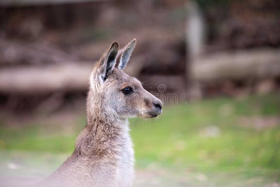Portrait of kangaroo stock image. Image of marsipual - 270090975
