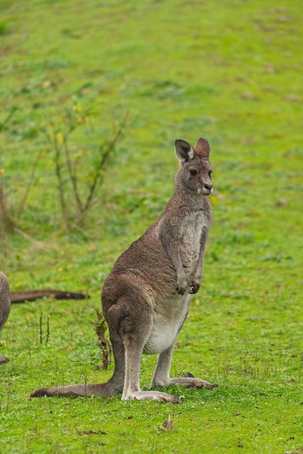 Portrait of a Kangaroo Standing in a Lush Green Field Stock Image ...