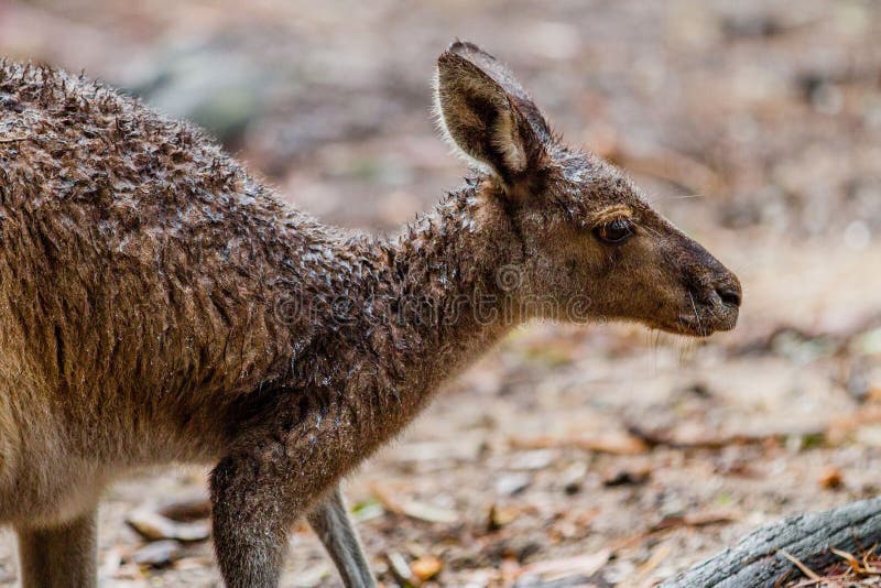 Portrait of a Kangaroo in a Zoo Stock Image - Image of cute, perth ...