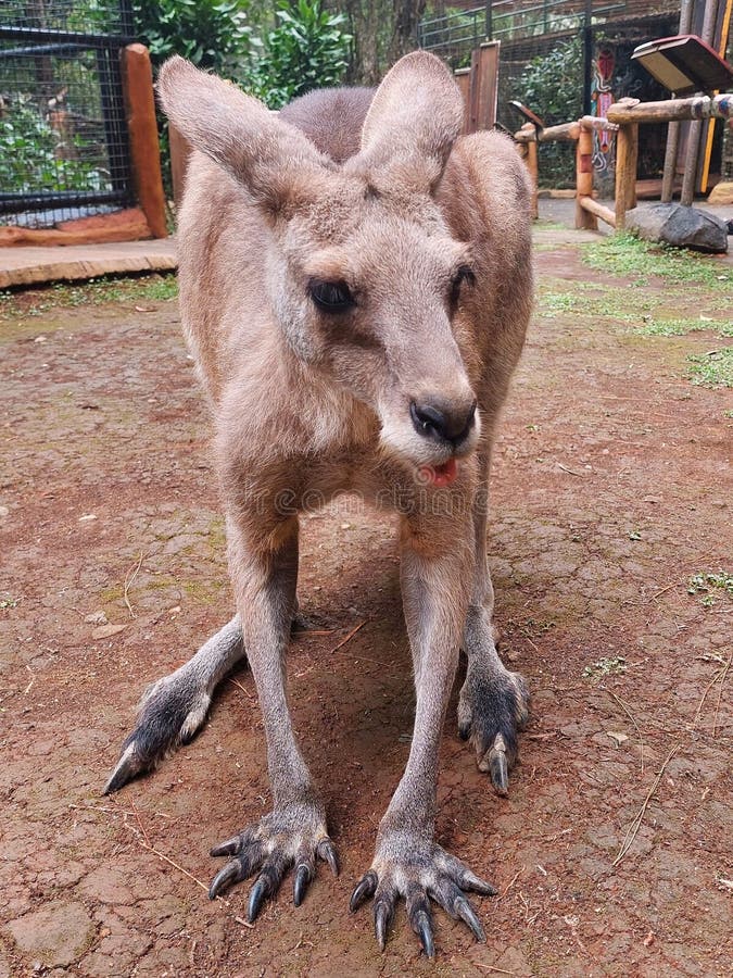 Portrait of a Kangaroo in the Zoo Stock Image - Image of grass, aussie ...