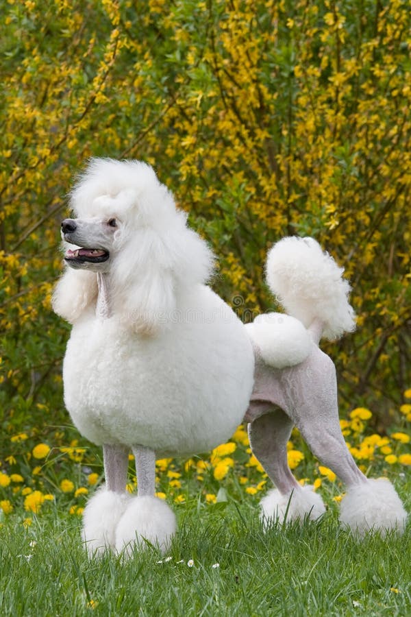 Portrait of King Size White Poodle Dog Stock Photo - Image of pedigree ...