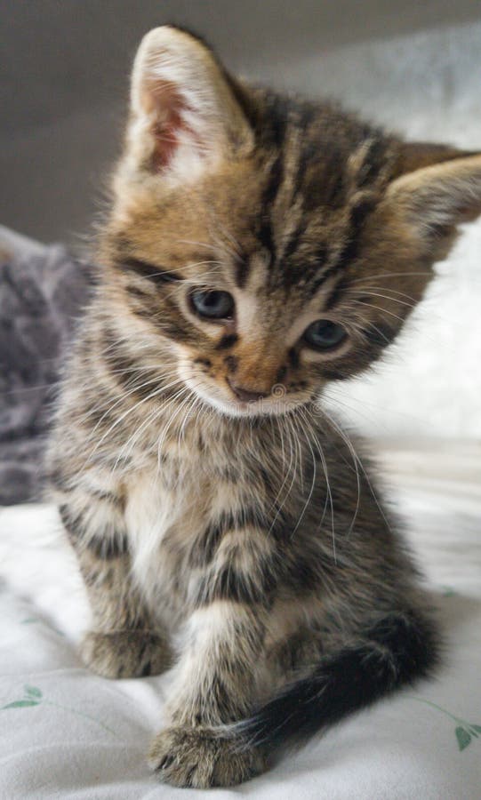 Portrait of kitten stock image. Image of whiskers, nose - 187028719