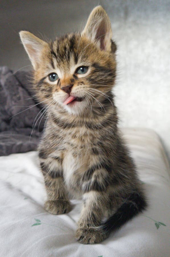 Portrait of kitten stock image. Image of kitten, carnivore - 187028733