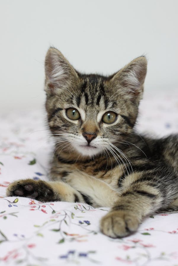 Portrait of Kitten stock photo. Image of ears, moggie - 27068084
