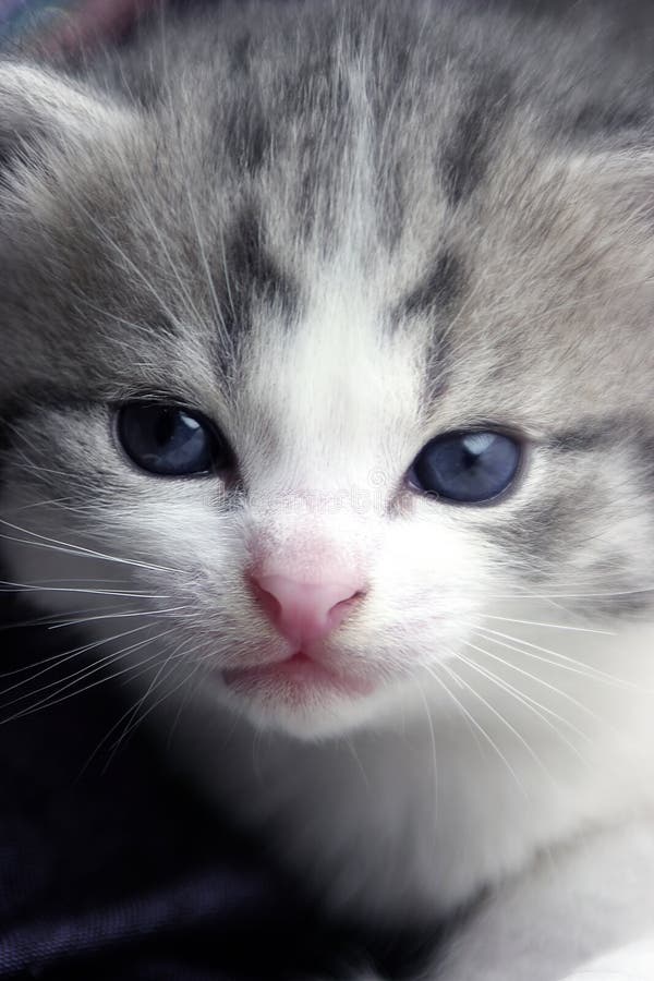 Portrait of kitten stock photo. Image of kitten, white - 794456
