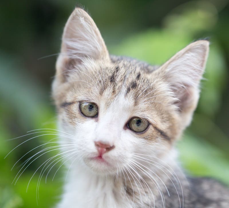 Portrait of kitten stock photo. Image of hair, face - 104183788