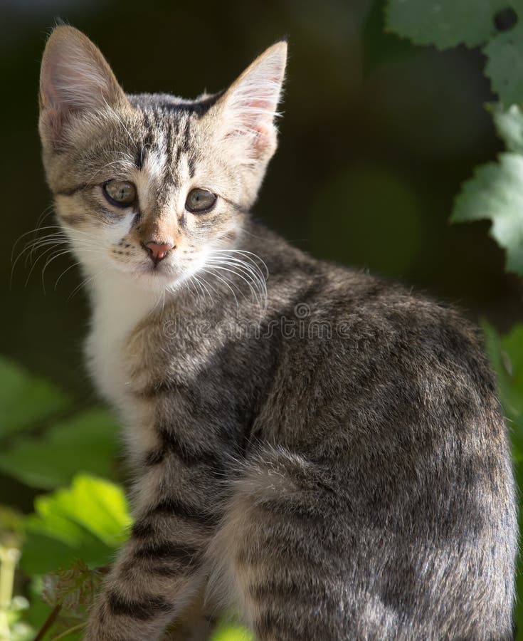 Portrait of kitten stock image. Image of kitty, furry - 100934979