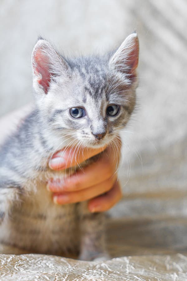 Portrait of Kitty Cat in Hands Stock Image - Image of furniture, feline ...