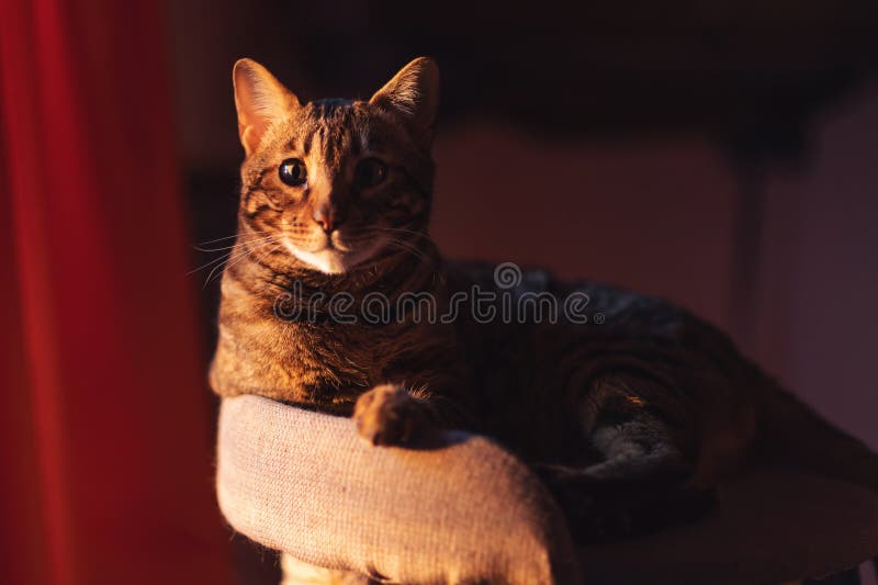 Portrait of Kitty Kitten Relaxing on Cat Tree Inside Home with Sun Rays ...