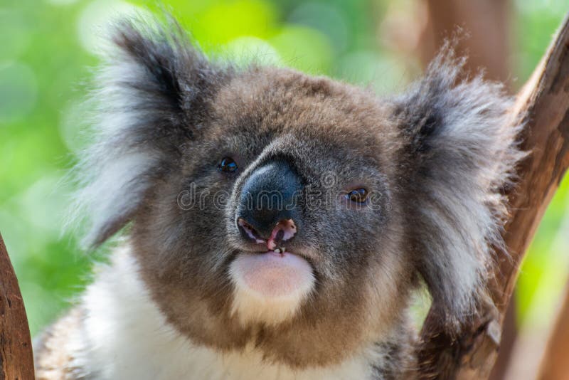 Portrait of a koala stock photo. Image of animalia, aussie - 158757682