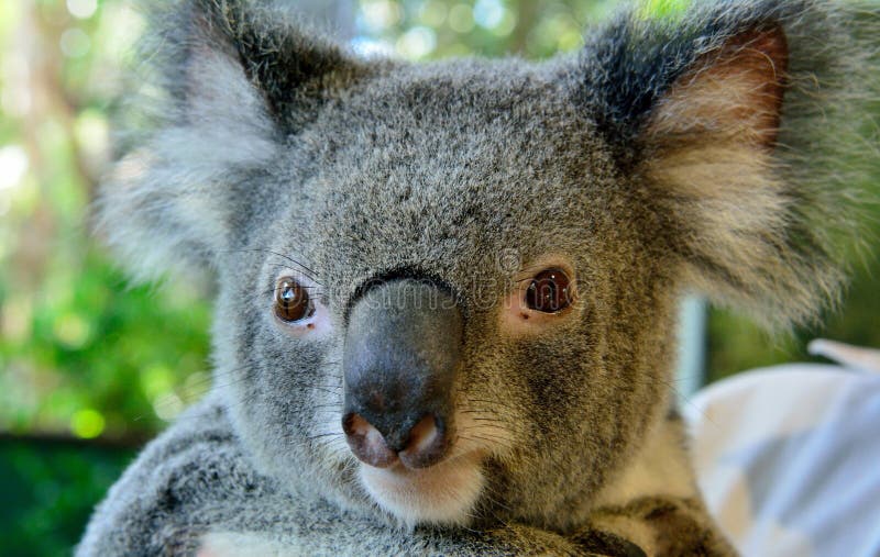 Portrait of koala stock photo. Image of australia, koala - 112703306