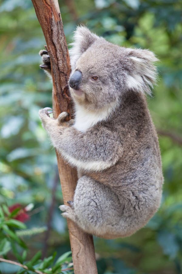 Portrait Of Koala Sitting On A Branch Stock Photo - Image: 46912263