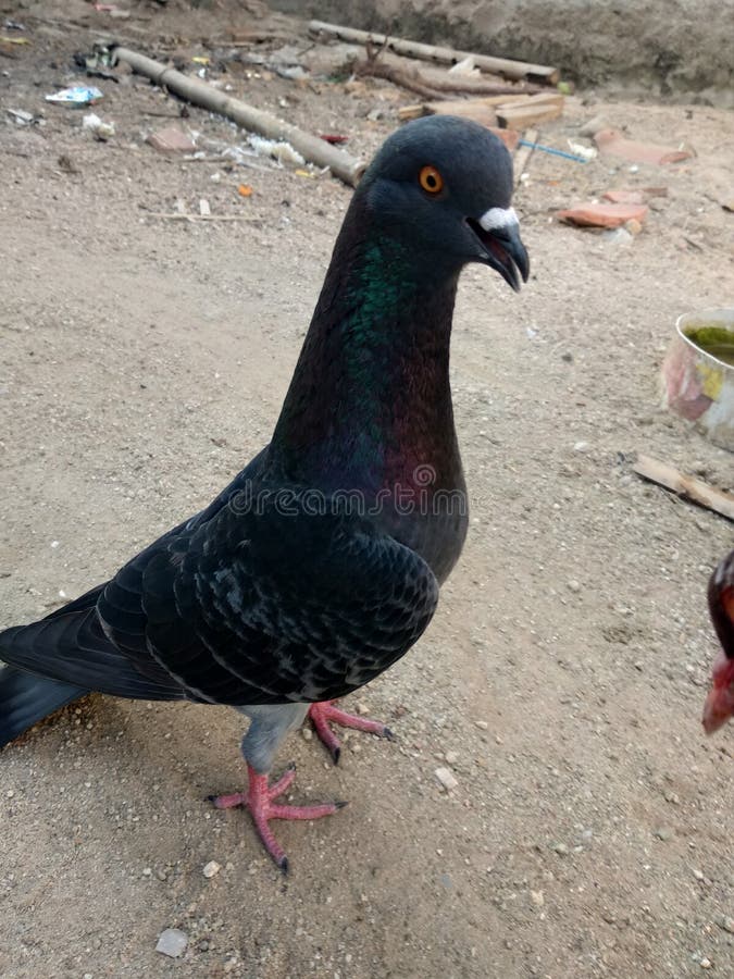 Portrait of a Kolong Dove after Flying in the Air Stock Photo - Image ...