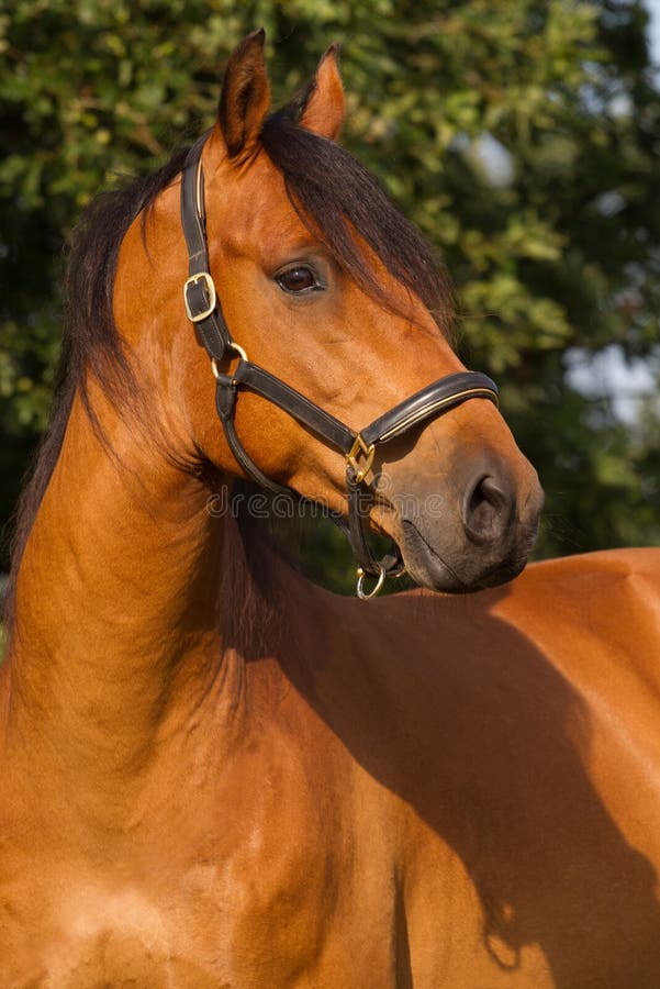 KWPN Horse in the Dutch Heathland Stock Photo - Image of trees, moor ...
