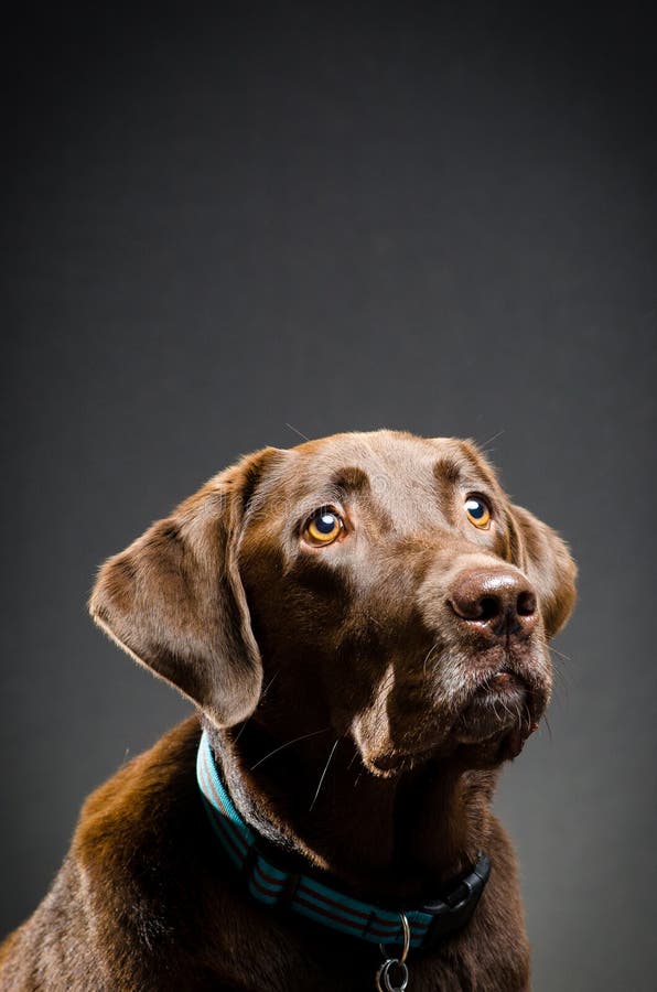 Portrait lab stock image. Image of female, adopt, friendly - 44132177