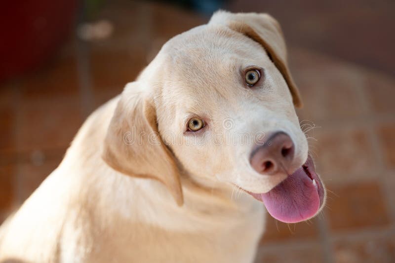 Portrait of Labrador Above Top View Stock Photo - Image of animal ...
