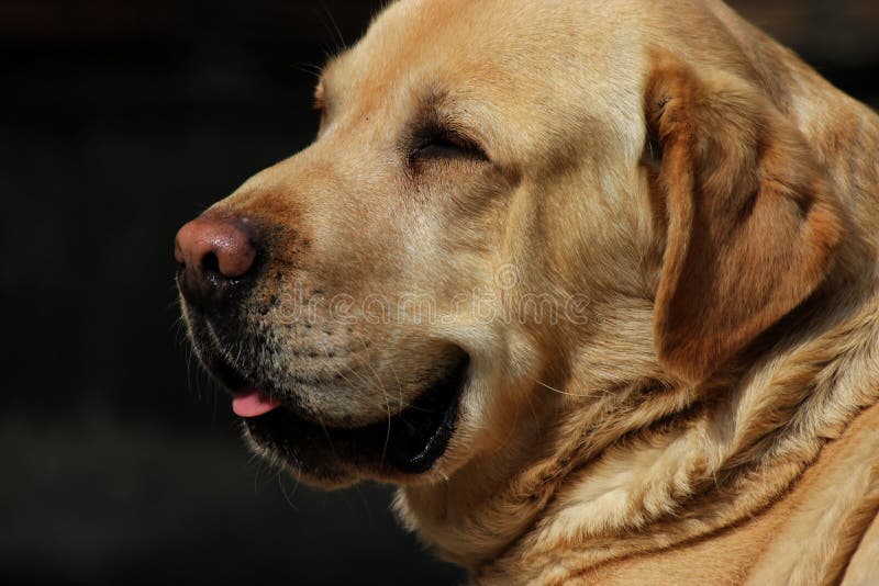 Yellow Labrador Retriever Side Profile Stock Photos - Free & Royalty ...