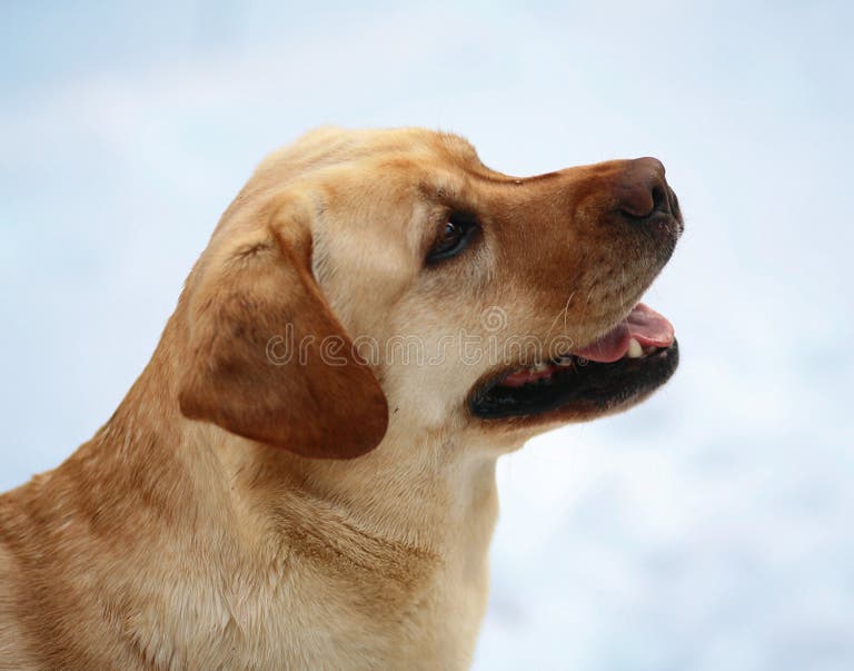 Portrait Labrador a Retriever. Stock Photo - Image of thoroughbred ...