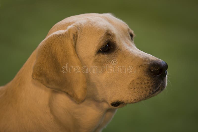 Portrait Of Labrador Retriever Stock Image - Image of communication ...