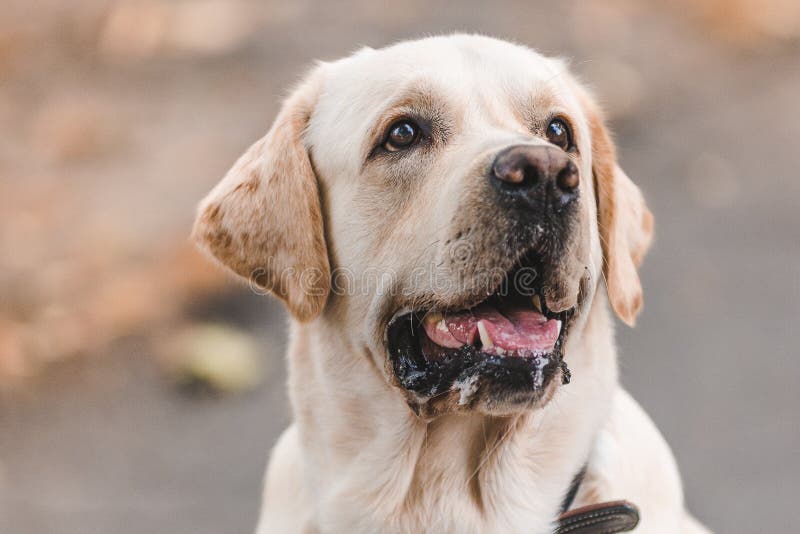 Portrait of a Labrador Retriever in the Park in the Fall. Stock Photo ...