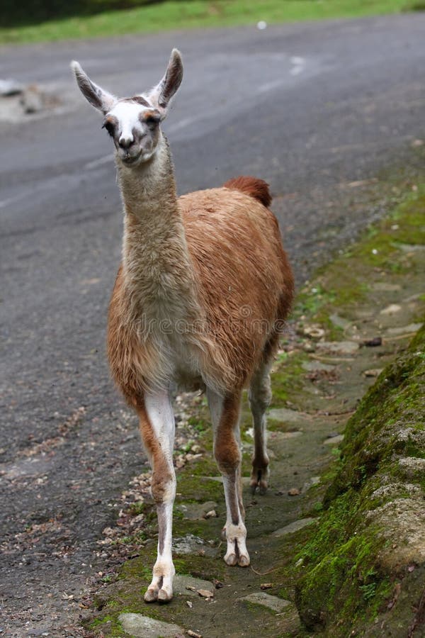Portrait of Lama stock image. Image of headshot, animal - 14952125