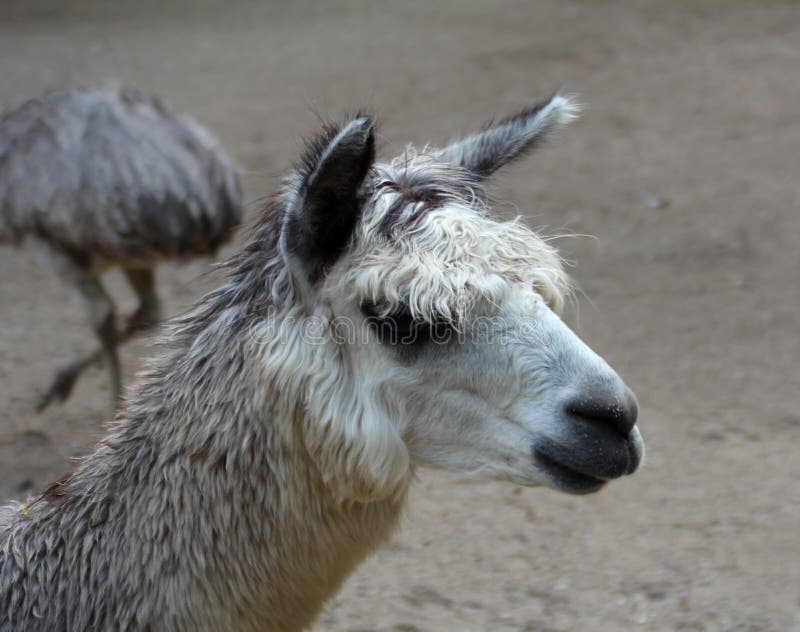 Portrait of the lama stock image. Image of lama, face - 61708739