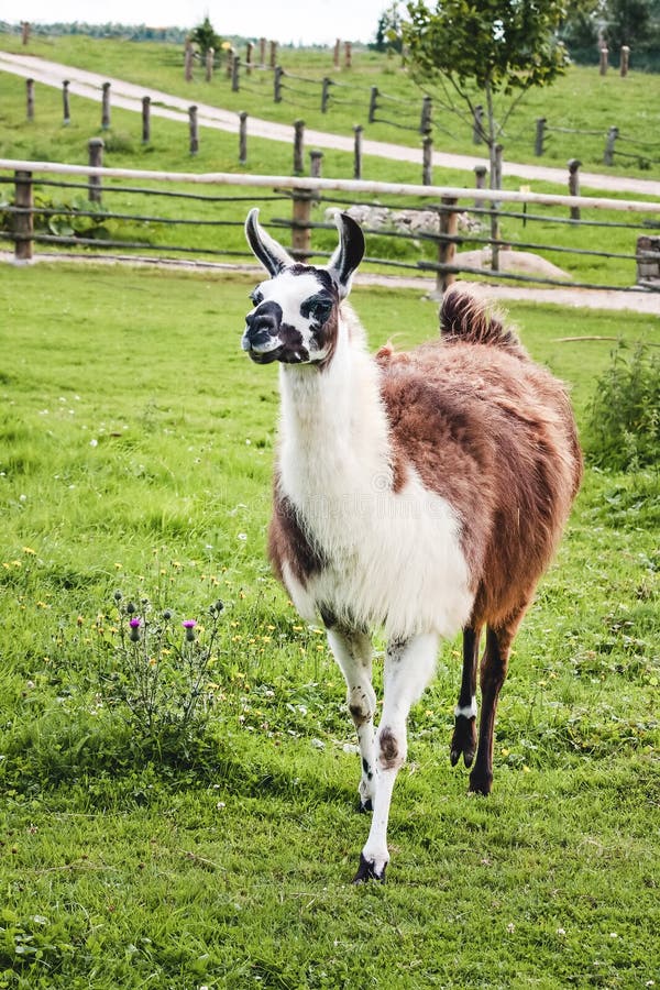 Portrait of lama stock image. Image of mammal, grass - 67758741