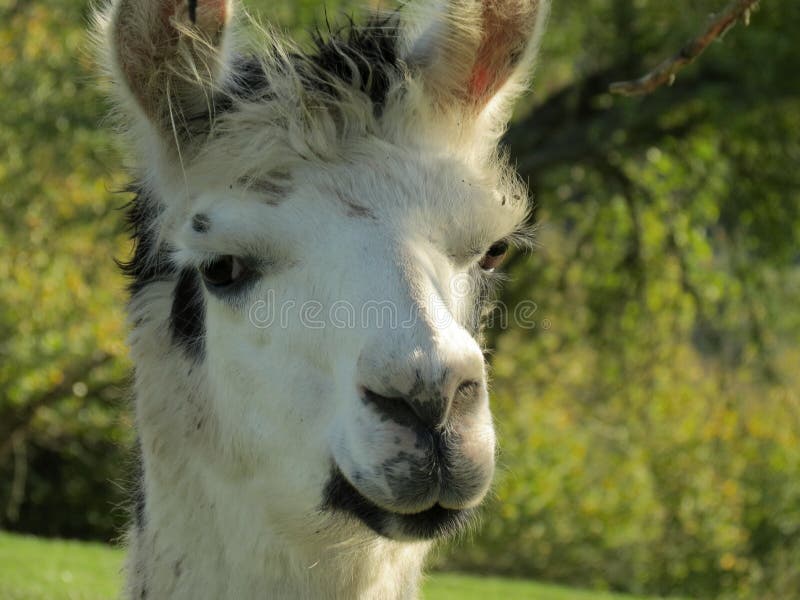 Portrait of a lama stock photo. Image of looking, sweet - 80753632