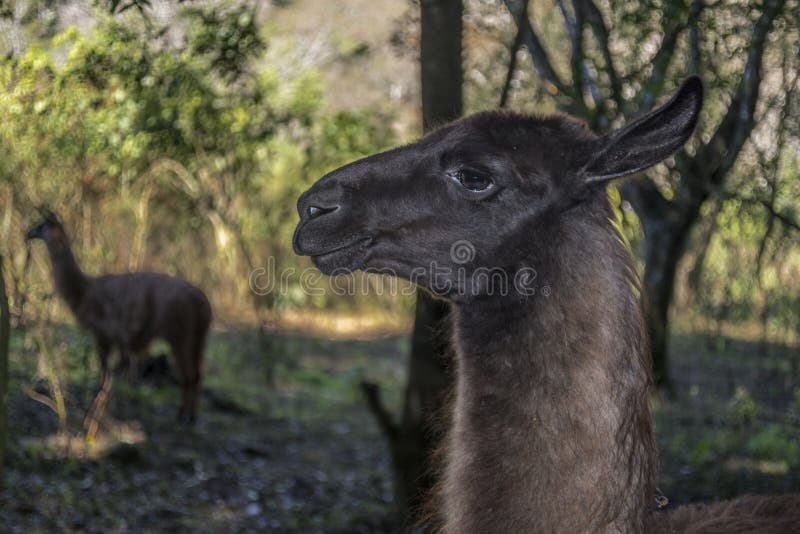 Portrait of a lama stock image. Image of head, america - 75162811
