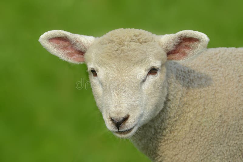 Lamb Portrait In Profile With Eyes Closed. Stock Photo - Image of field ...