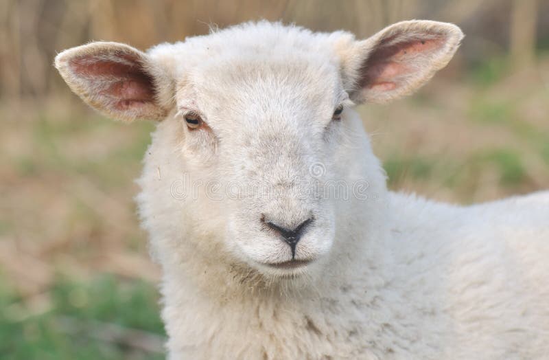 Portrait of a lamb stock image. Image of lamb, portrait - 24645557