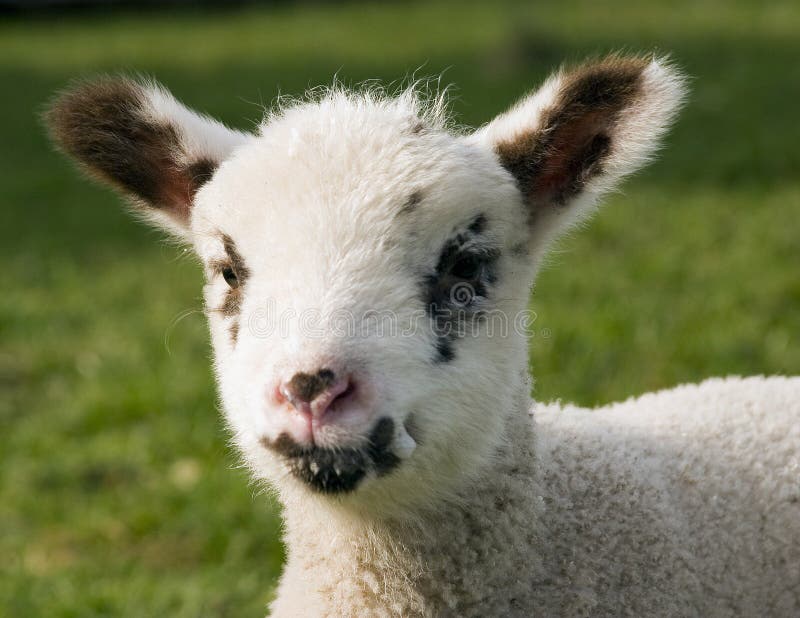 Portrait of a Lamb stock image. Image of baby, animal, portrait - 660789