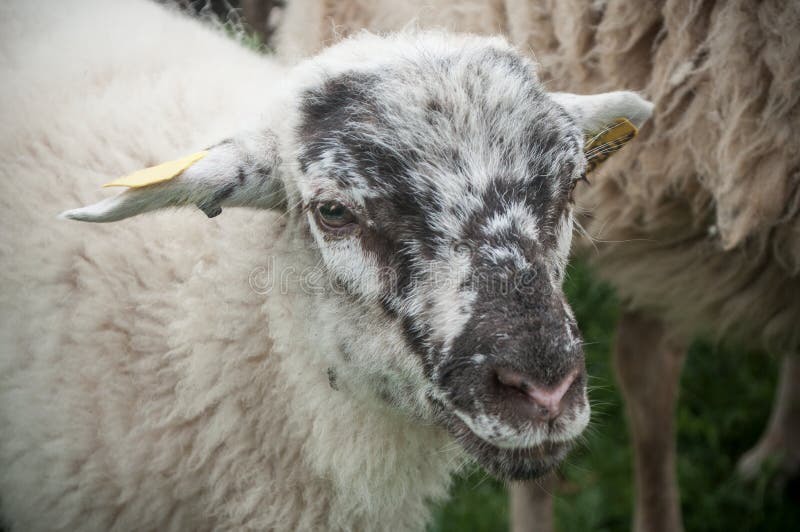 Portrait of lamb stock image. Image of spring, zealand - 90599087