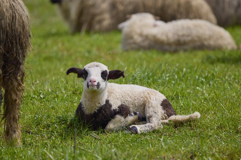 Portrait of a Lamb Standing Stock Photo - Image of outdoor, pasture ...