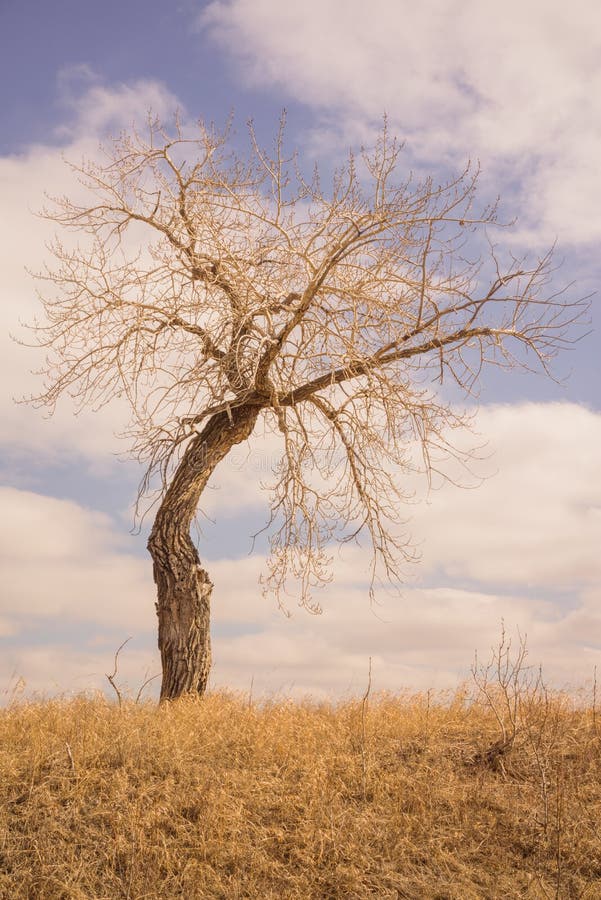 Bent Tree in the Grassland stock image. Image of cloud - 80174707