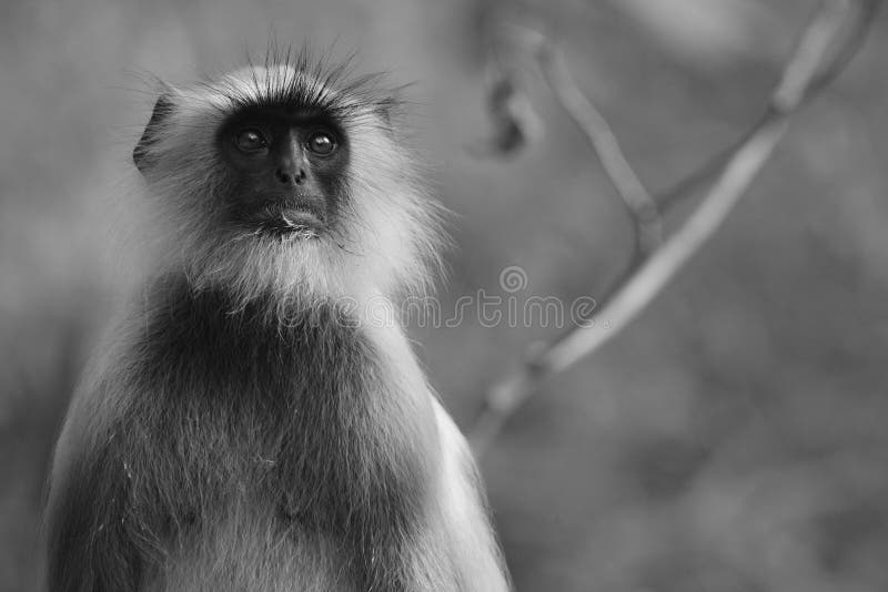 A Portrait of Langur (Monkey) Stock Photo - Image of creature, face ...