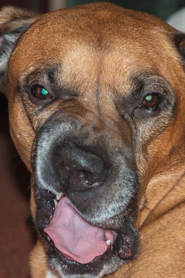 Portrait of a Large Angry Dog Stock Photo - Image of jaws, scary: 98844664