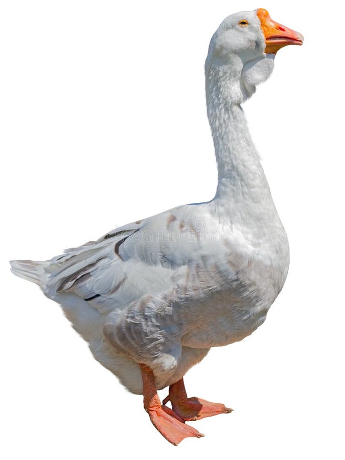 Portrait of a Large Beautiful Goose Stock Image - Image of head, breed ...
