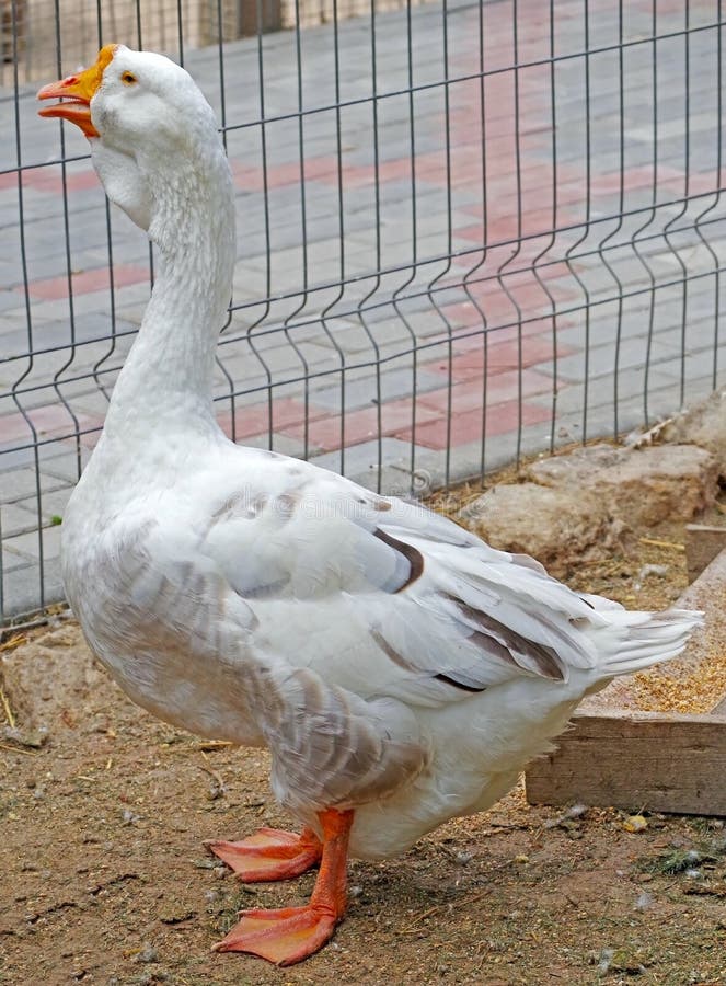 Portrait of a Large Beautiful Goose Stock Photo - Image of rural ...