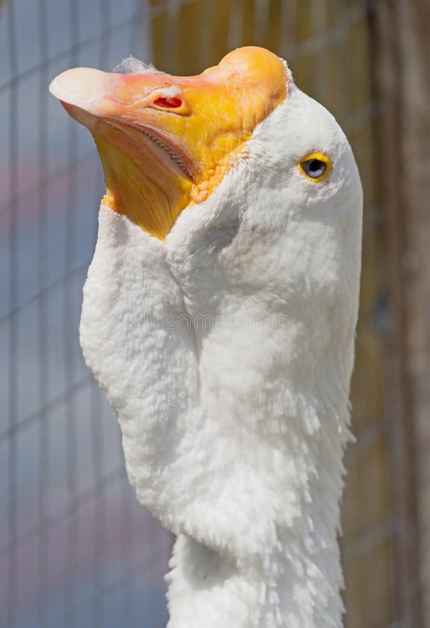 Portrait of a Large Beautiful Goose Stock Photo - Image of feather ...