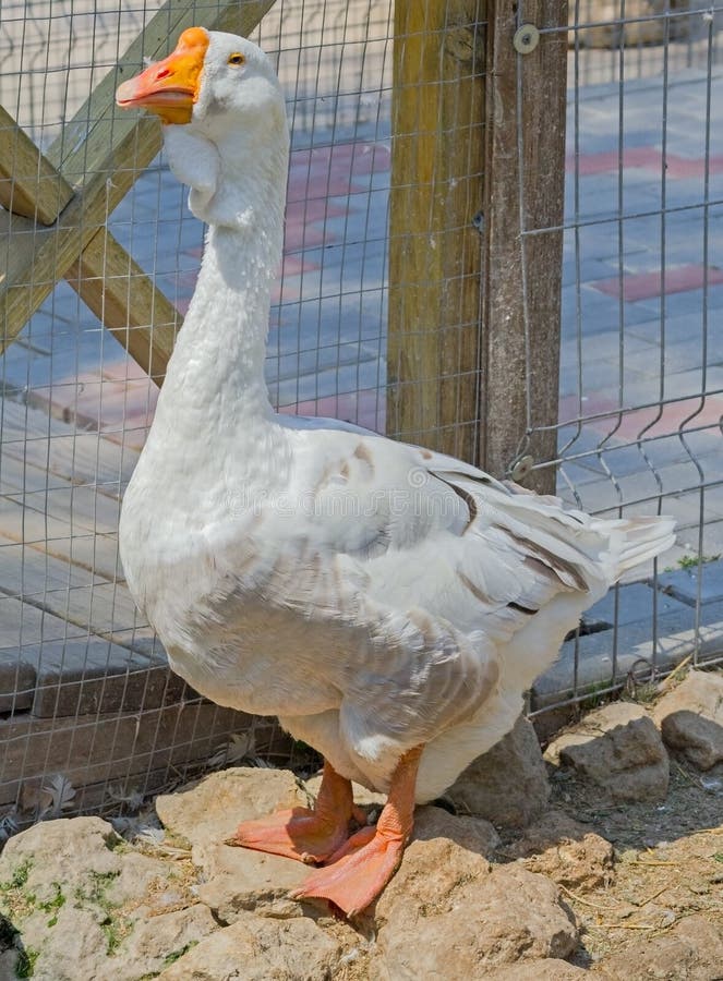 Portrait of a Large Beautiful Goose Stock Image - Image of bird ...