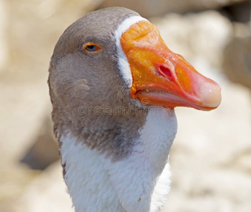 Portrait of a Large Beautiful Goose Stock Image - Image of agriculture ...