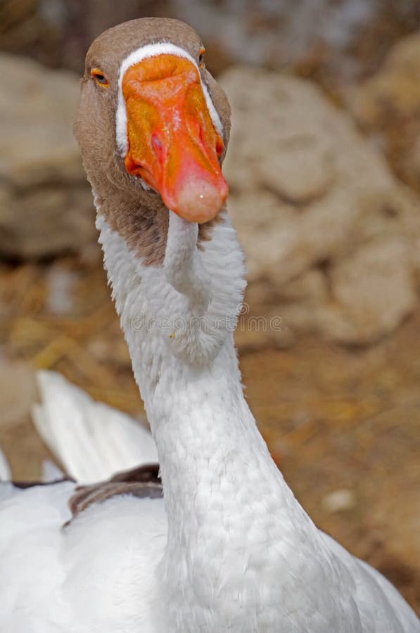 Beautiful goose stock photo. Image of green, grass, outdoor - 7638624